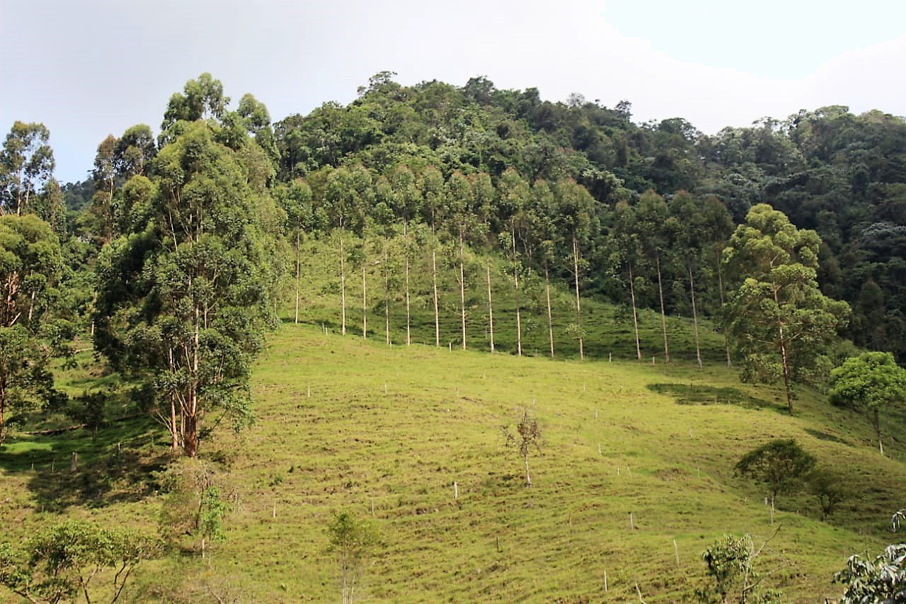 Guacarí protege bosques y cuida de su agua; administración del Alcalde ...